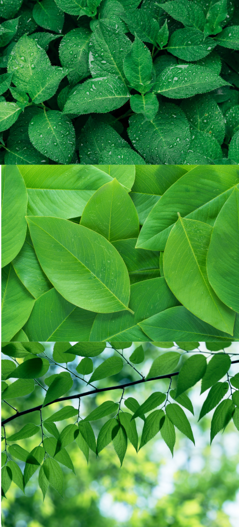 Kenapa Daun Berwarna Hijau? - LEGUTY KIDS