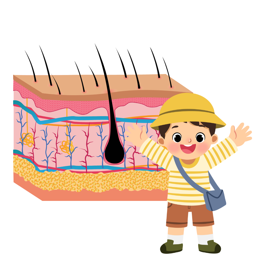 Kulit Adalah Lapisan Terluar Tubuh yang Melindungi Kita Dari Kuman ...